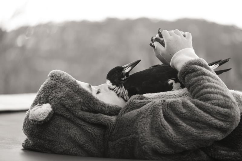 The magpie that saved a family - BBC News