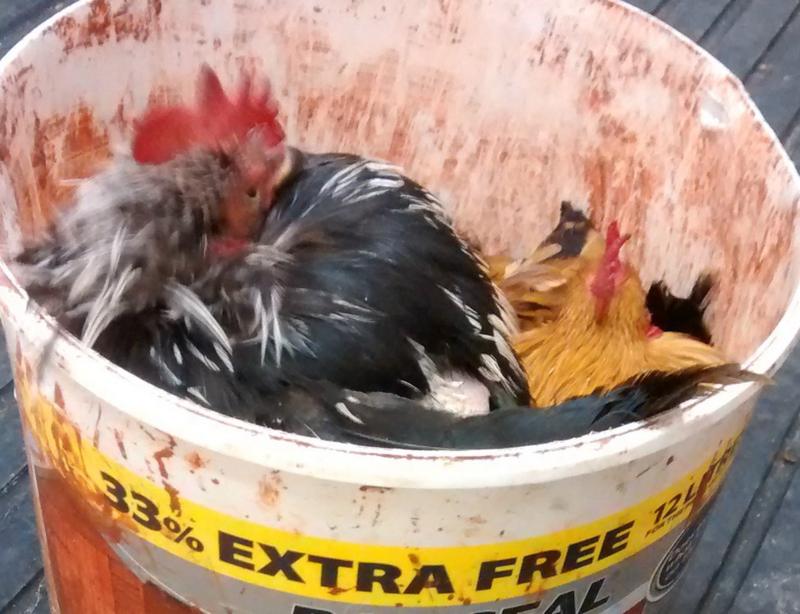 Five chickens found squeezed into bucket in Nottingham - BBC News