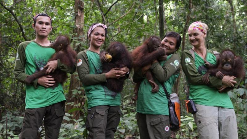 Meet the baby orangutans learning to climb trees - BBC News