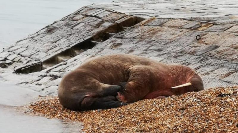 Scarborough: Rare walrus sighting draws huge crowds to harbour - BBC News