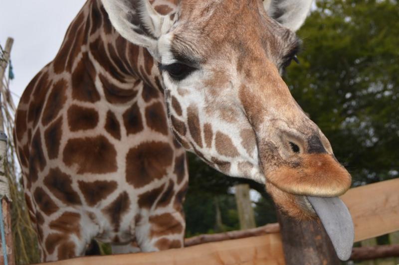 How giraffes helped Poppy Campbell find her voice - BBC News