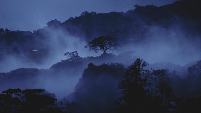 Rise in atmospheric CO2 slowed by green vegetation - BBC News