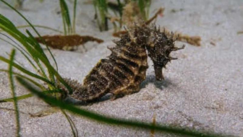 Long-snouted seahorse: Rare marine fish spotted in Cornwall - BBC Newsround