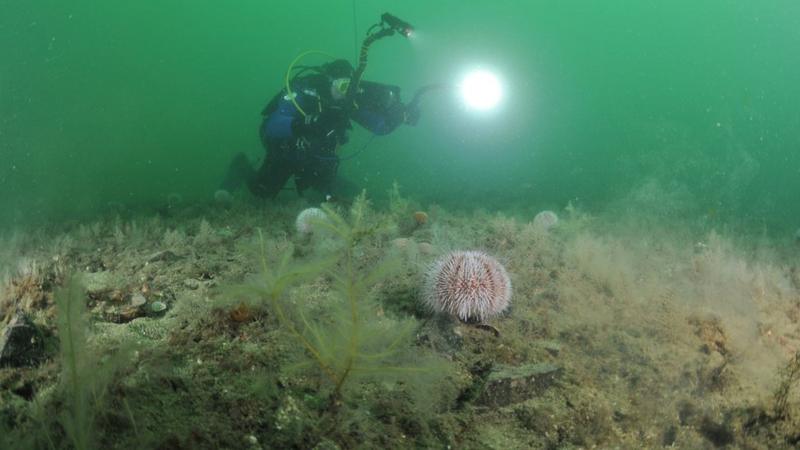 Damaged flame shell reef declared protected area - BBC News