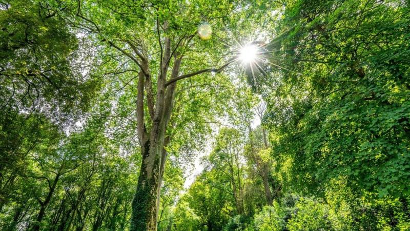 Woodland Trust competition to find England's top trees - BBC News
