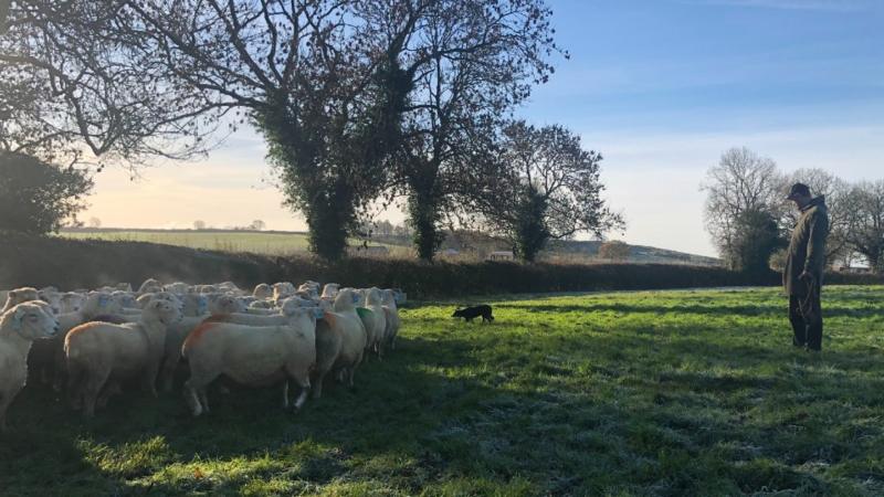 Sheep farmer proud to win sustainability award - BBC News