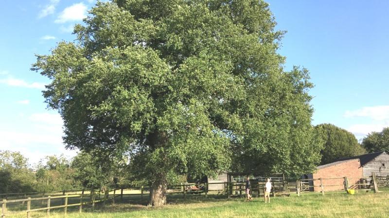 'Forgotten' elm tree set to make a comeback - BBC News