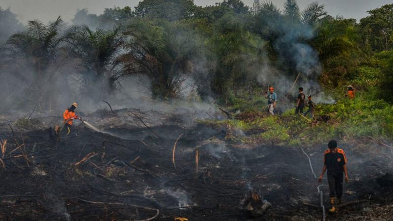 Indonesia haze: Why do forests keep burning? - BBC News
