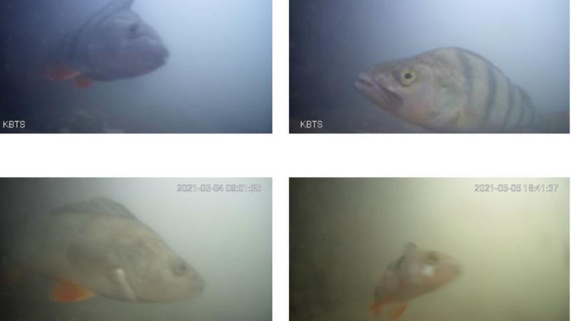 Have you heard of the fish doorbell? - BBC Newsround