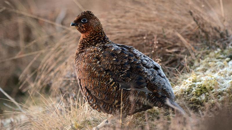 Your pictures of Scotland: 4-11 March - BBC News