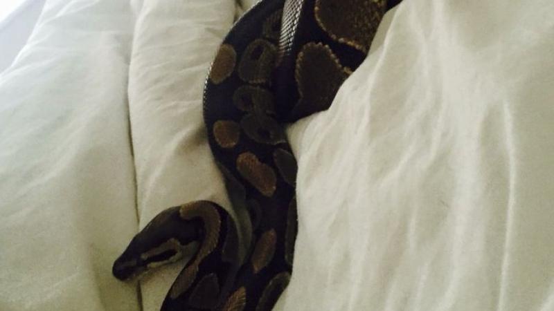 Python found lurking in bathroom toilet in Southend - BBC News