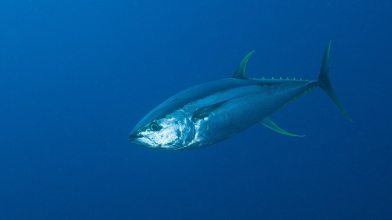Vast marine protected area 'boosts tuna stocks' - BBC News