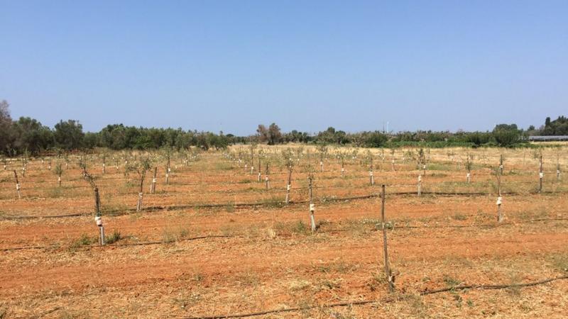Tests find trees tolerant to olive tree killer pathogen - BBC News