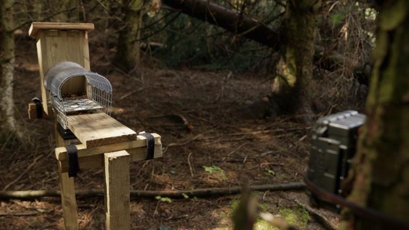 Scientists design contraceptives to limit grey squirrels - BBC News