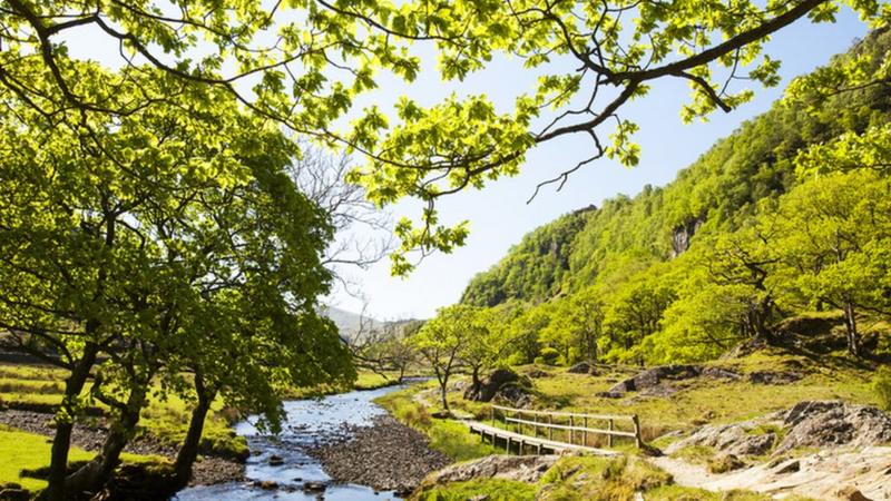 Borrowdale: England's biggest temperate rainforest becomes a nature ...