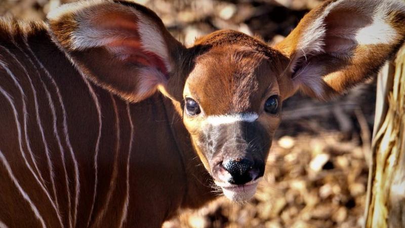 Critically-endangered mountain bongo born at Woburn Safari Park - BBC News