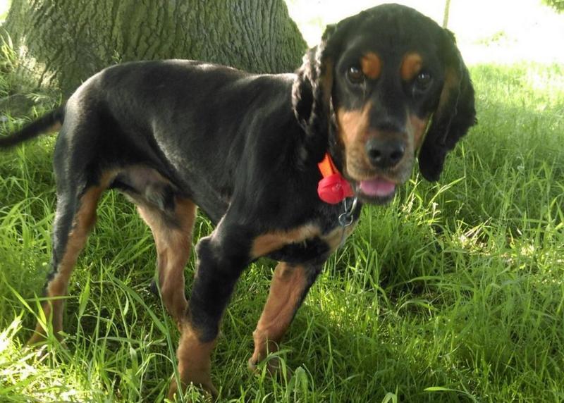 Sniffer dog helps Norwich newt conservation for bypass - BBC News