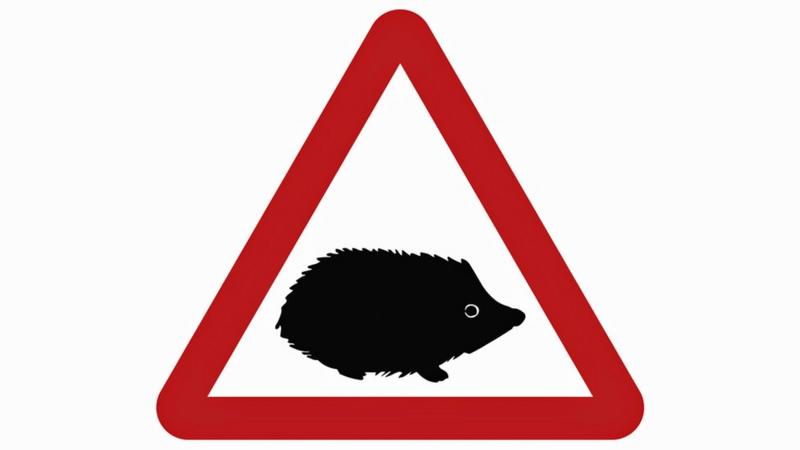 Badgers lead mammal roadkill list - BBC News