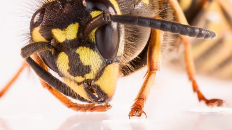 What to do if you're attacked by a swarm of wasps - BBC News
