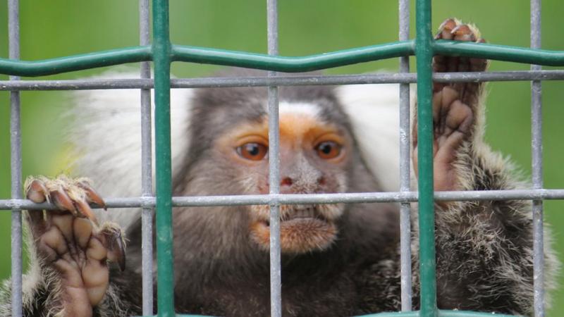 Exotic pets: What are the rules around keeping primates? - BBC Newsround