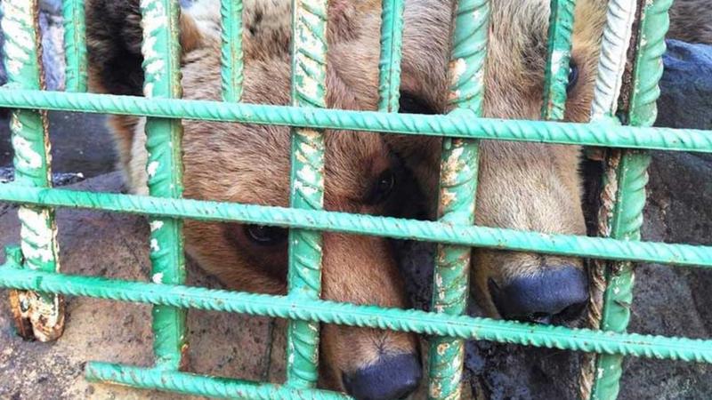 Rescue bears from Albania arrive at West Lothian zoo - BBC News