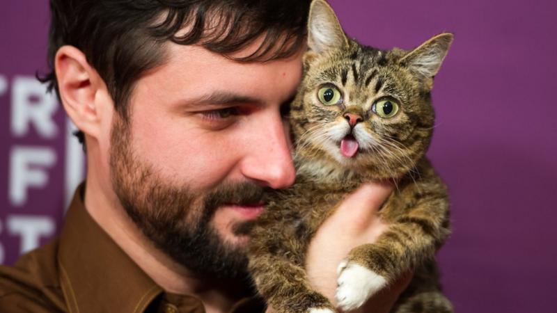 Lil Bub: Cat with millions of online fans dies - BBC News