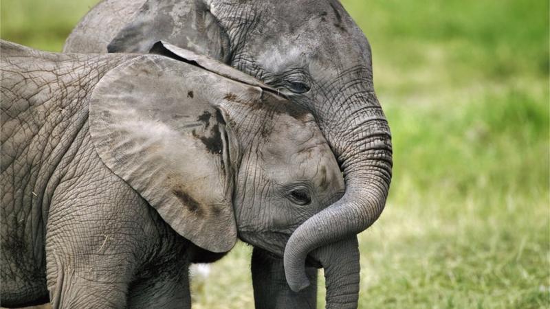 Elephant dictionary created to help understand the gentle giants - BBC ...