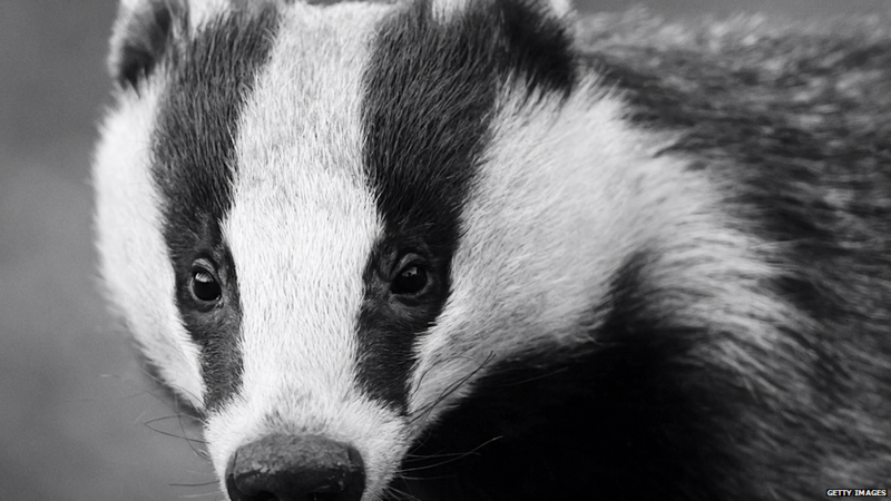 Badgers lead mammal roadkill list - BBC News