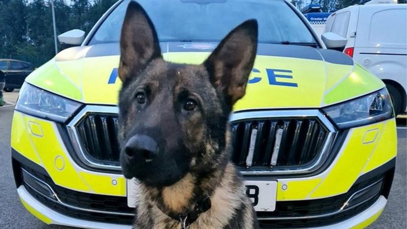 Manchester police dog tracks suspect to children's playground - BBC News