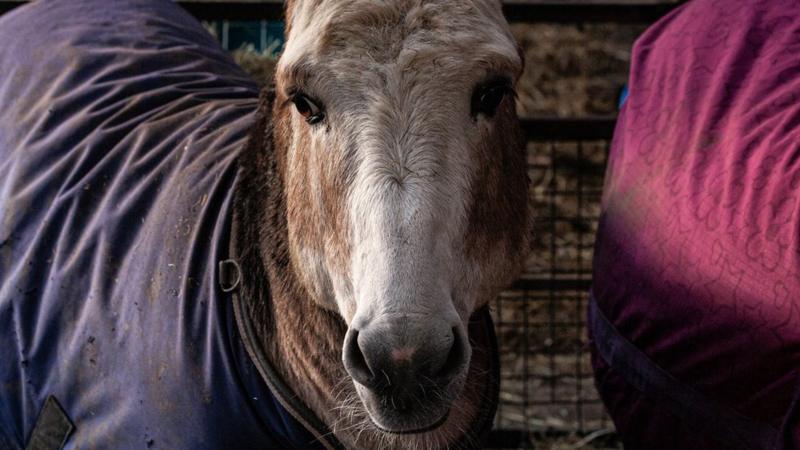 Ban on sale of animal-exploiting trips, given initial support by MPs ...