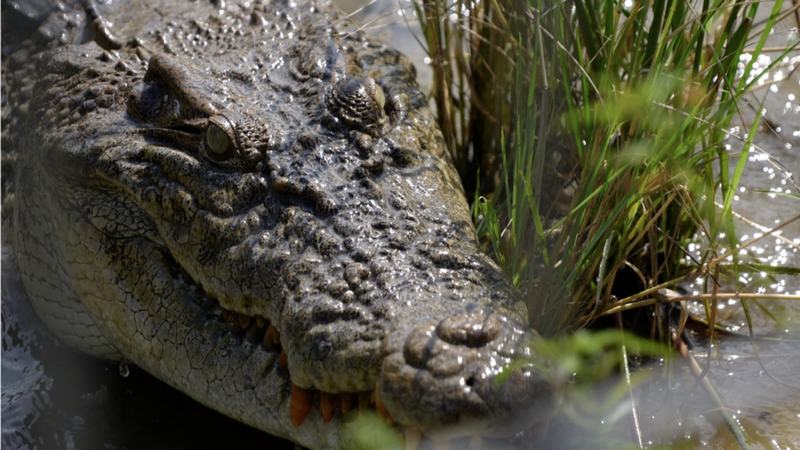 Why Indonesia can’t stop crocodile attacks - BBC News