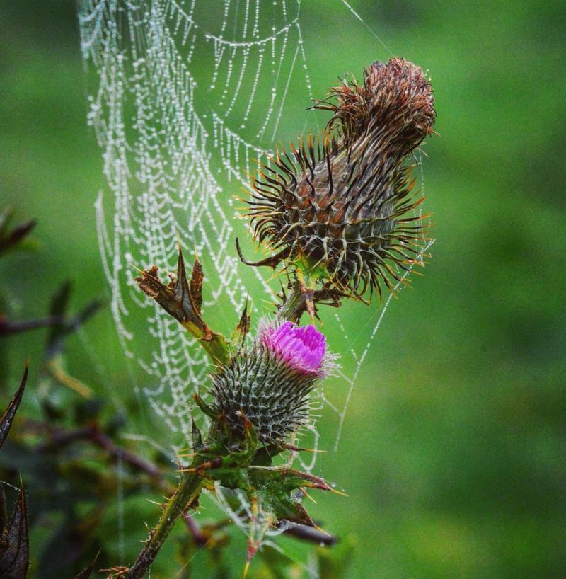 Your pictures: Fragile - BBC News