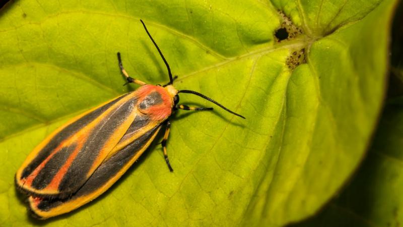 Rosy Maple Moth: The milkshake moth and other winged beauties - BBC ...