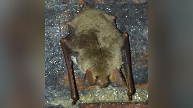 Female greater mouse-eared bat found in Sussex tunnels - BBC News