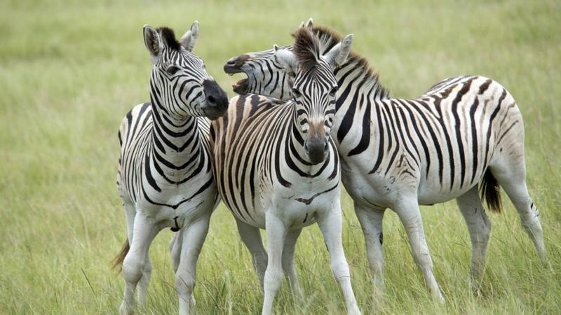 Zebra - BBC News