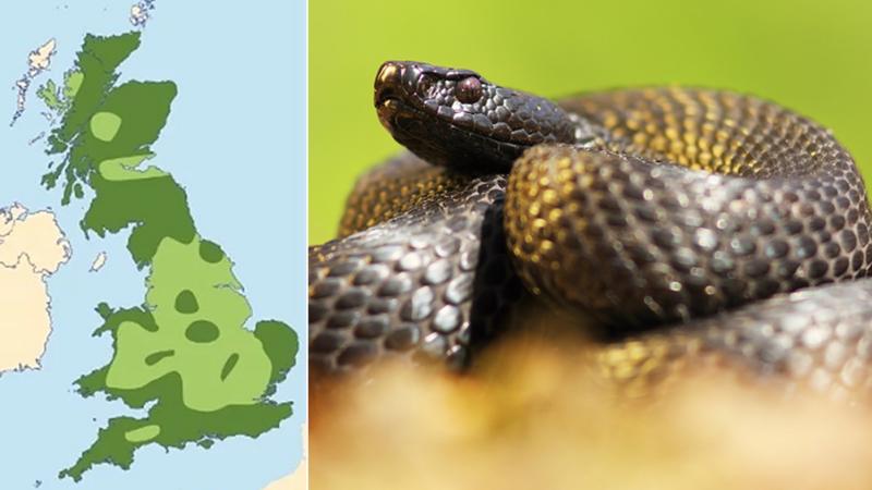 Adder extinction fear over 'image problem' in the UK - BBC News