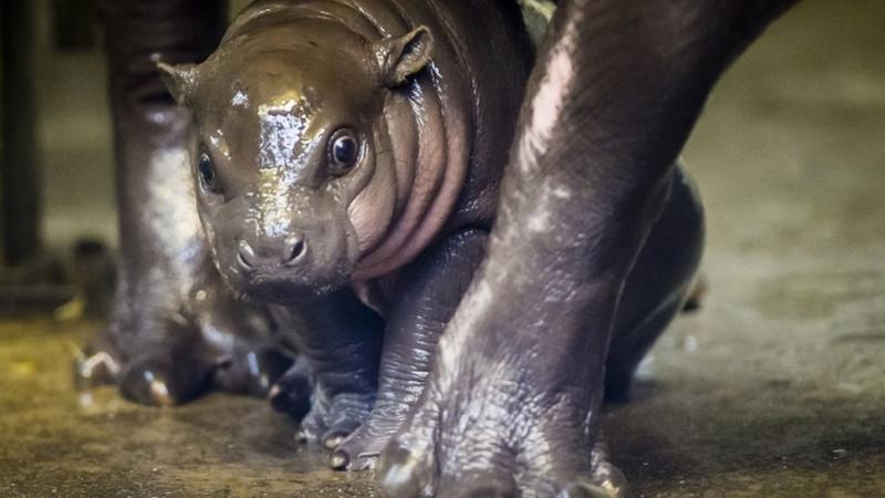 Meet the Moo hippo in town - Can Haggis rival star Moo Deng? - BBC ...