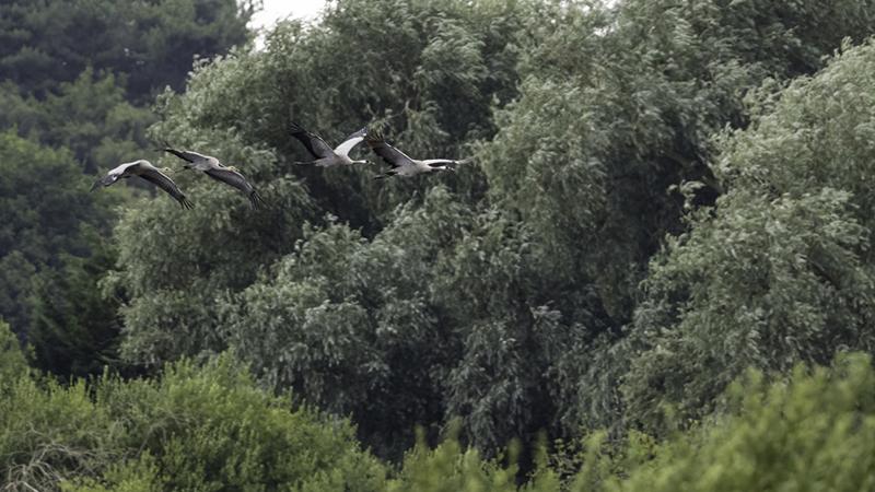 Cranes fledge young on Suffolk coast for the first time - BBC News