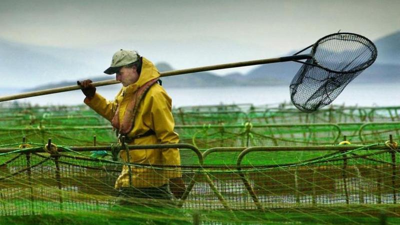 Salmon farms struggle with 'biological' problems - BBC News