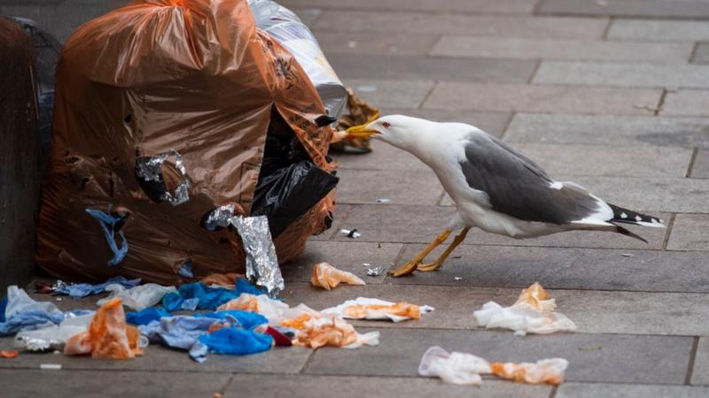 Noisy nuisance or natural wonder? Why there's no easy answer to ...