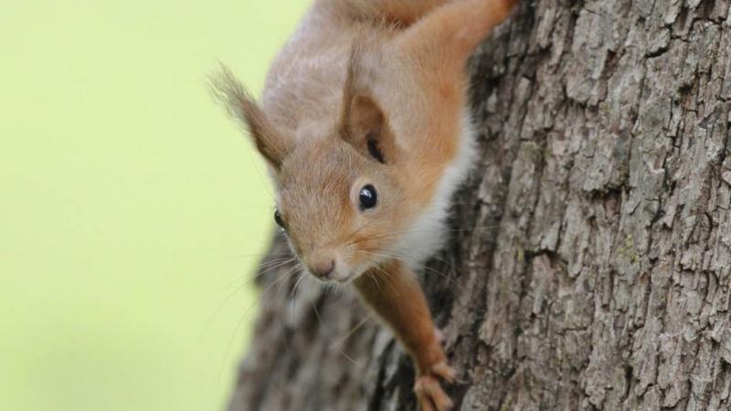 Conservationists call for 'red squirrel army' - BBC News
