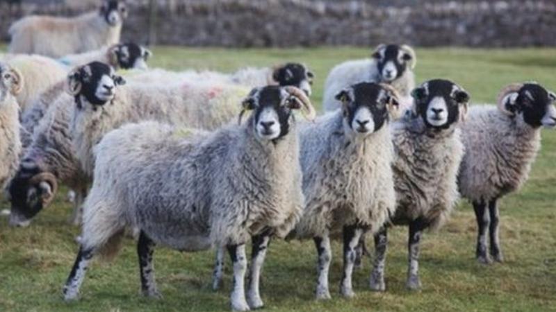 Wensleydale police and farmers tackle sheep rustlers - BBC News