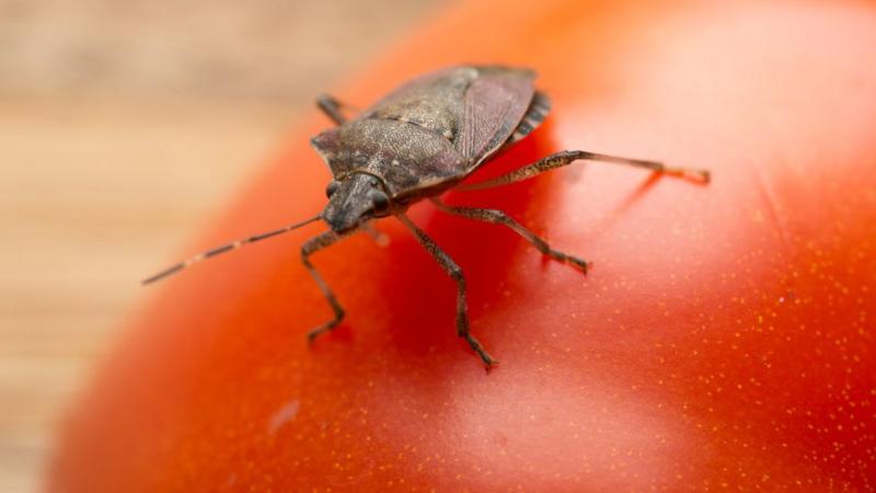 What's that smell? Stink bug arrives in UK - BBC Newsround