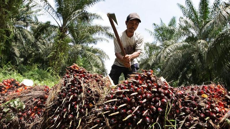 'UK government efforts to end deforestation pointless unless more is ...