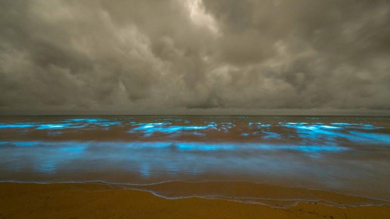 'Sea sparkle' algae lights up Tasmanian beach - BBC News