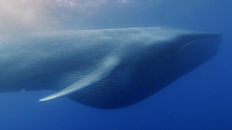 Super-sized animals: Rat-sized moths, giant snails, huge penguins and ...