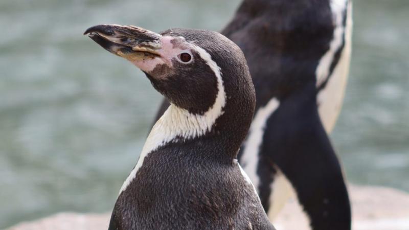 World's 'oldest' Humboldt penguin marks 37th birthday in Cornwall - BBC ...