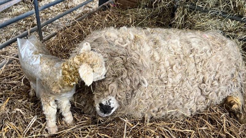 Lamb virus causing deformities in 'worst year', Somerset farmer says ...