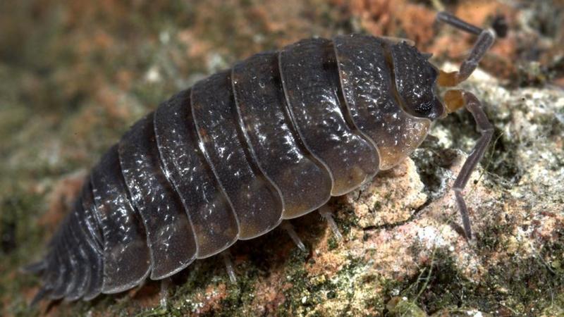 Slater or chucky pig? Survey charts different names for woodlice - BBC News