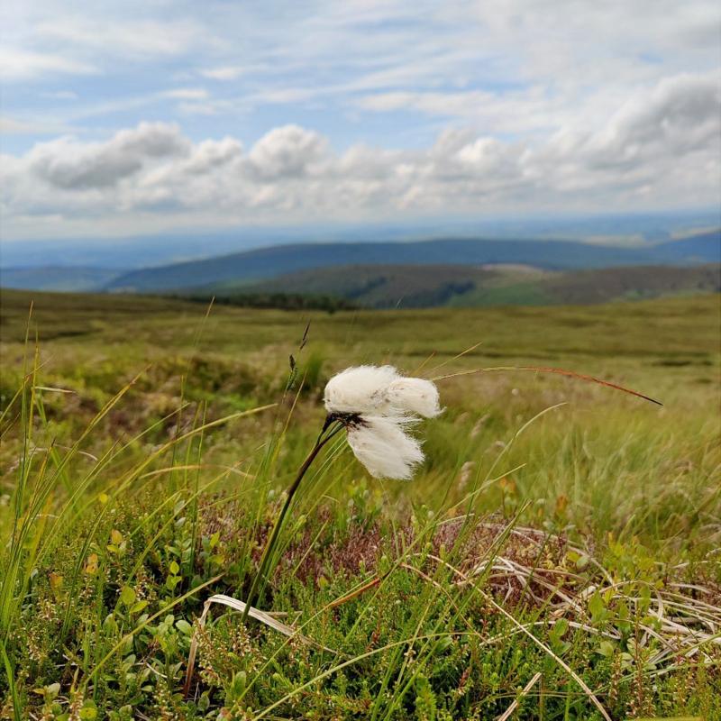 Your pictures of Scotland 9 - 16 July - BBC News
